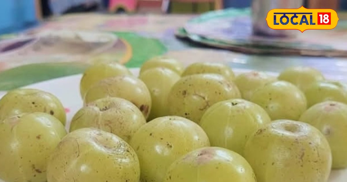 Amla Farming Tips: सर्दियों में आंवला के पेड़ों पर इन रोगों का खतरा ...