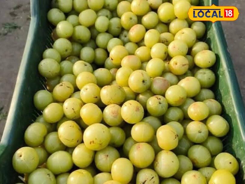 Amla Farming Tips: सर्दियों में आंवला के पेड़ों पर इन रोगों का खतरा ...