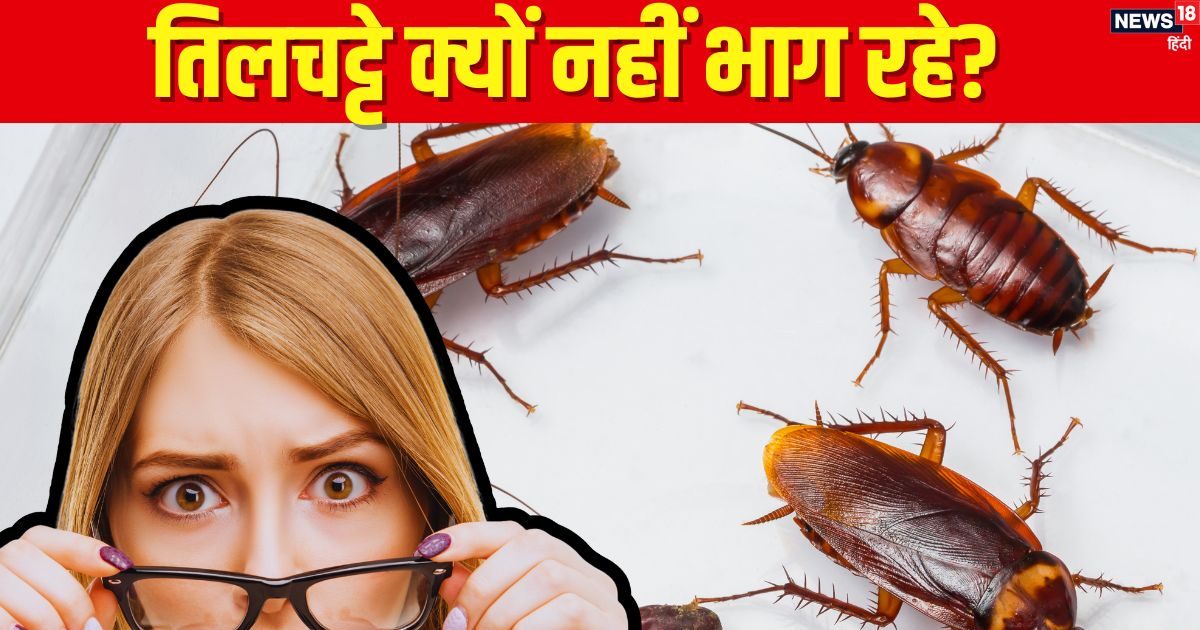 सफाई के बाद भी कमरों में घूम रहे तिलचट्टे? पहले जानें इसकी वजहें, तभी ...