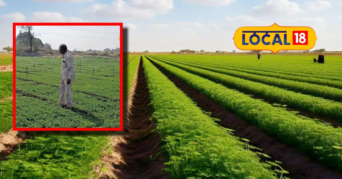 fenugreek cultivation farming success story methi ki kheti sa - News18 ...