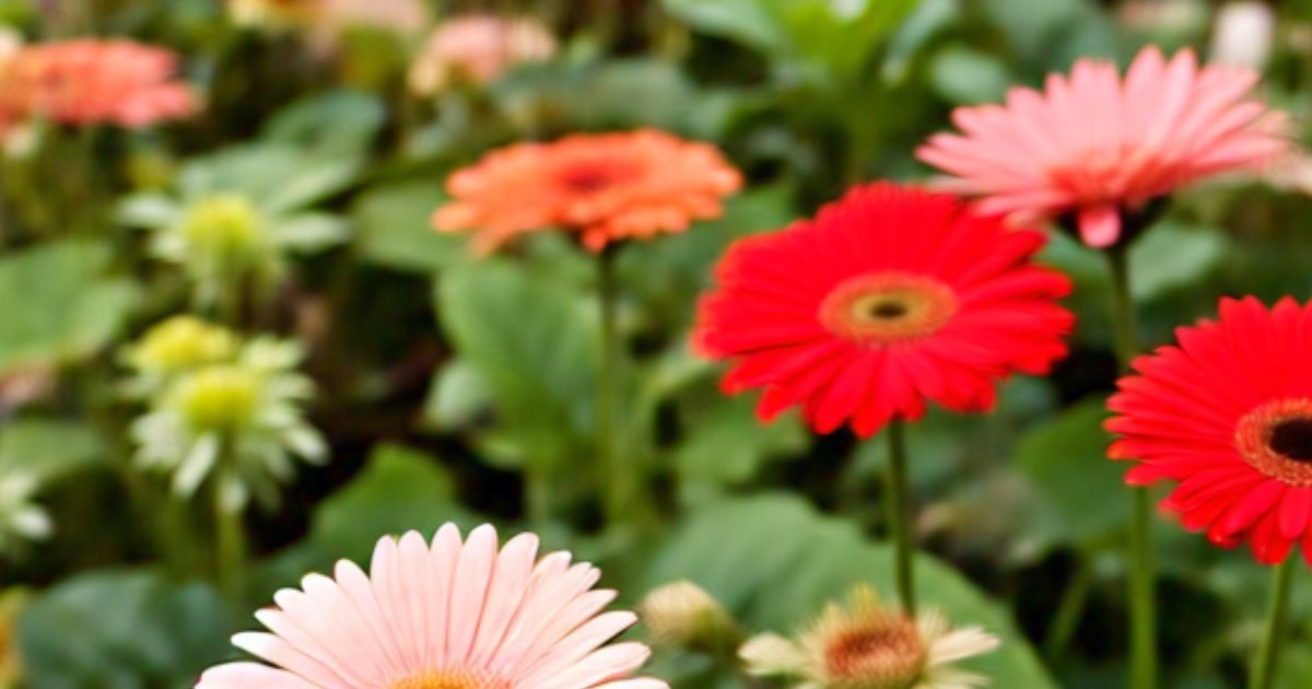 floriculture success story lohit reddy bangalore flower farming success ...