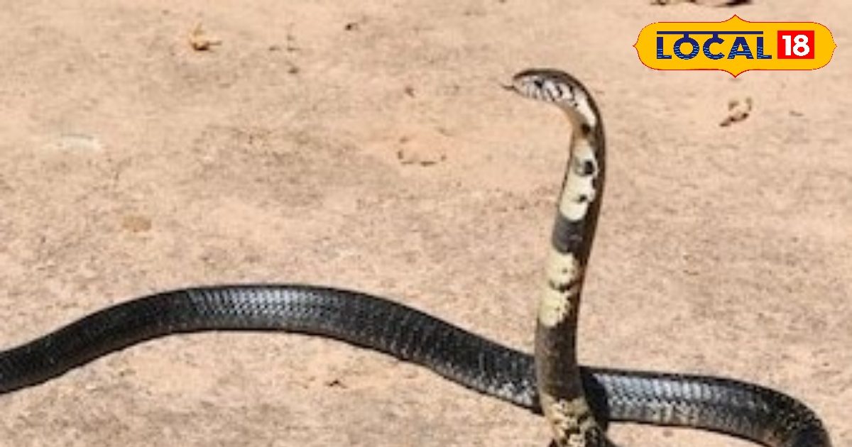 General Knowledge Trending Quiz Does snakes really dance on the sound of flute know myth and ...