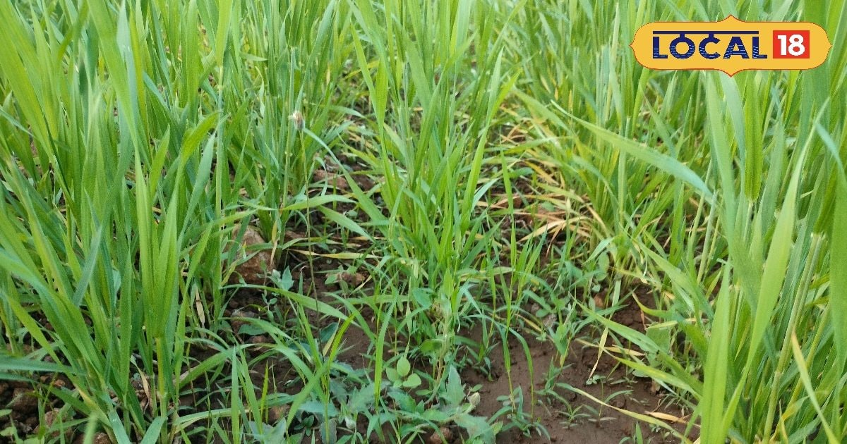 Ground Report How to control weeds to avoid crop damage know from ...