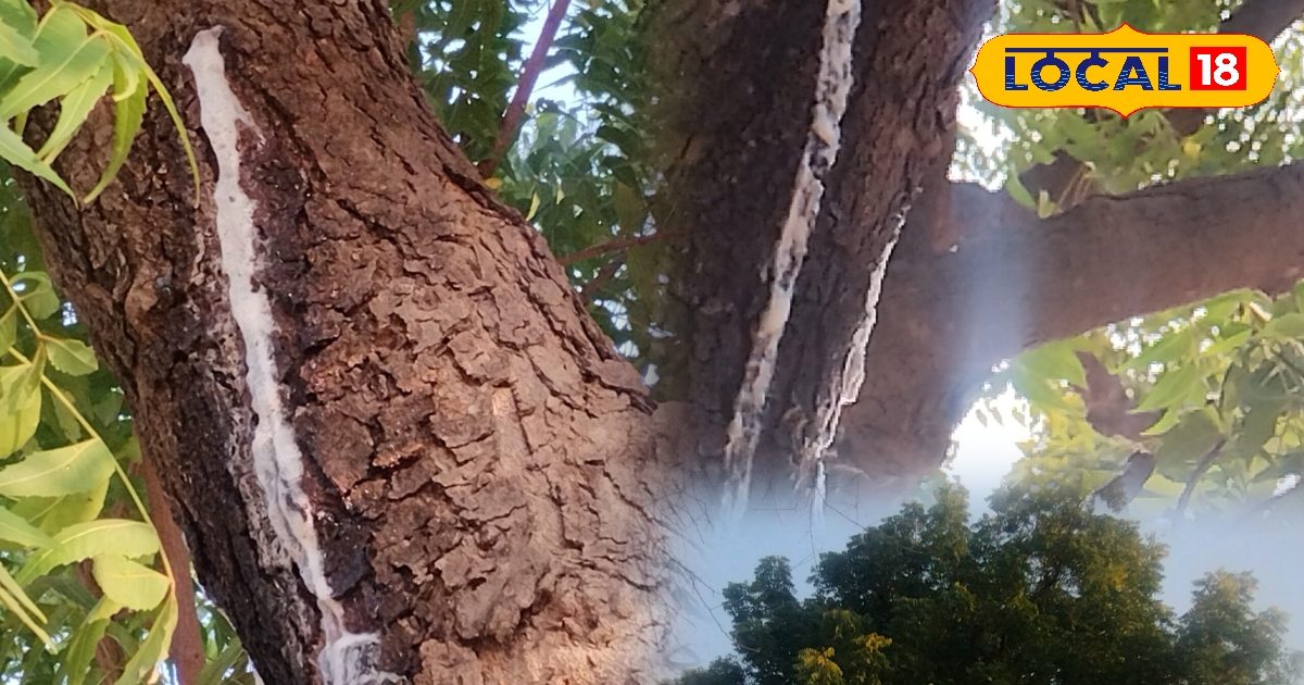 miraculous neem tree - News18 हिंदी