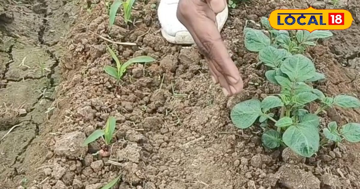 Raised bed machine is very useful farmers can cultivate two crops ...