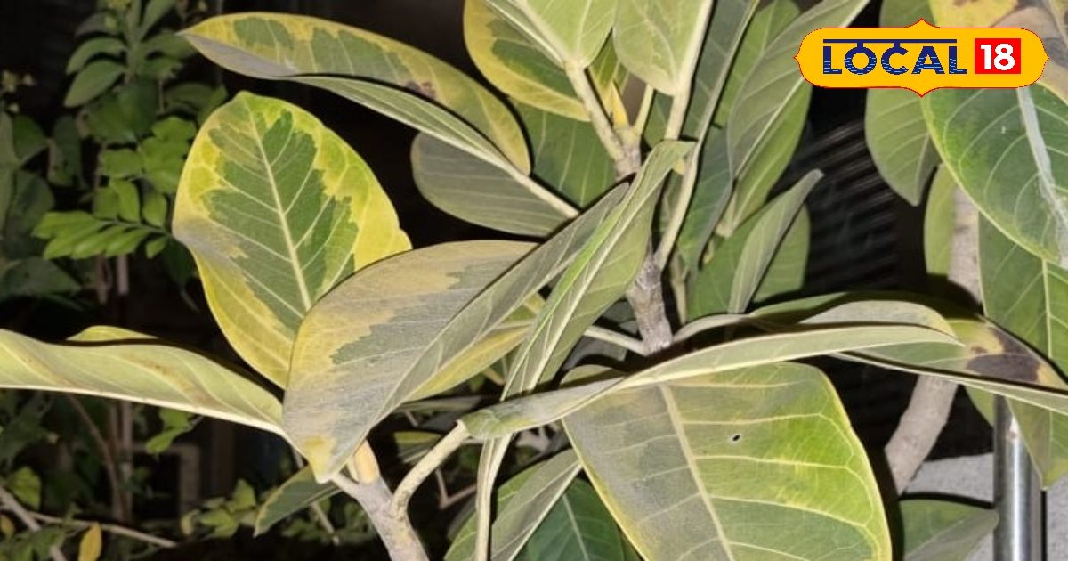 indoor and outdoor species of Banyan tree