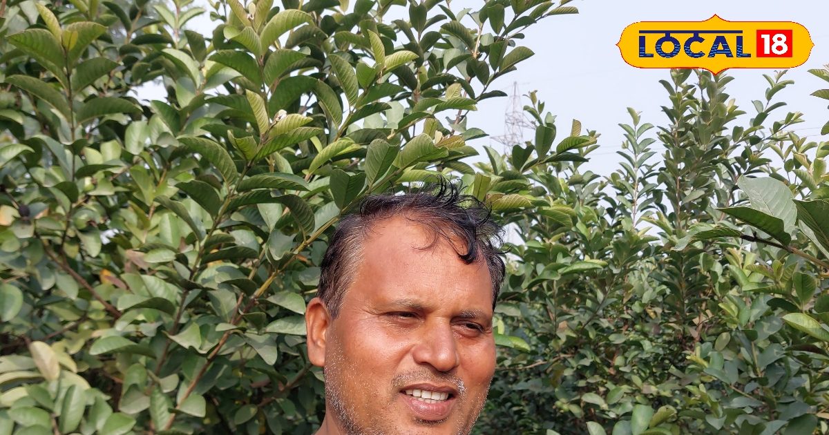 Taiwan Pink Guava Farming: ग्रेजुएशन पास किसान का अनोखा जुगाड़...2 एकड़ ...