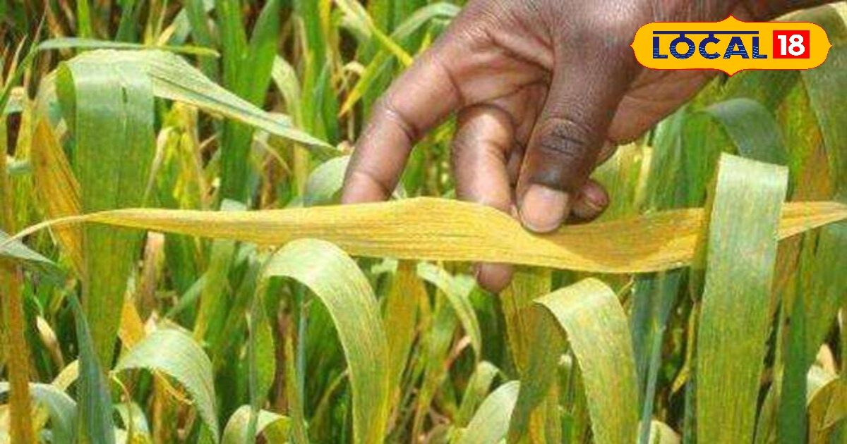 Yellow rust disease damage wheat crop Agriculture department started ...