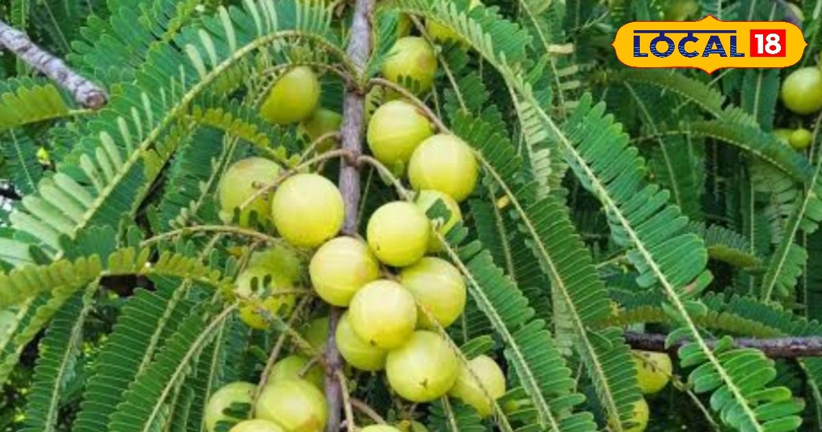 Side Effects of Amla know People who should avoid consuming Amla is ...
