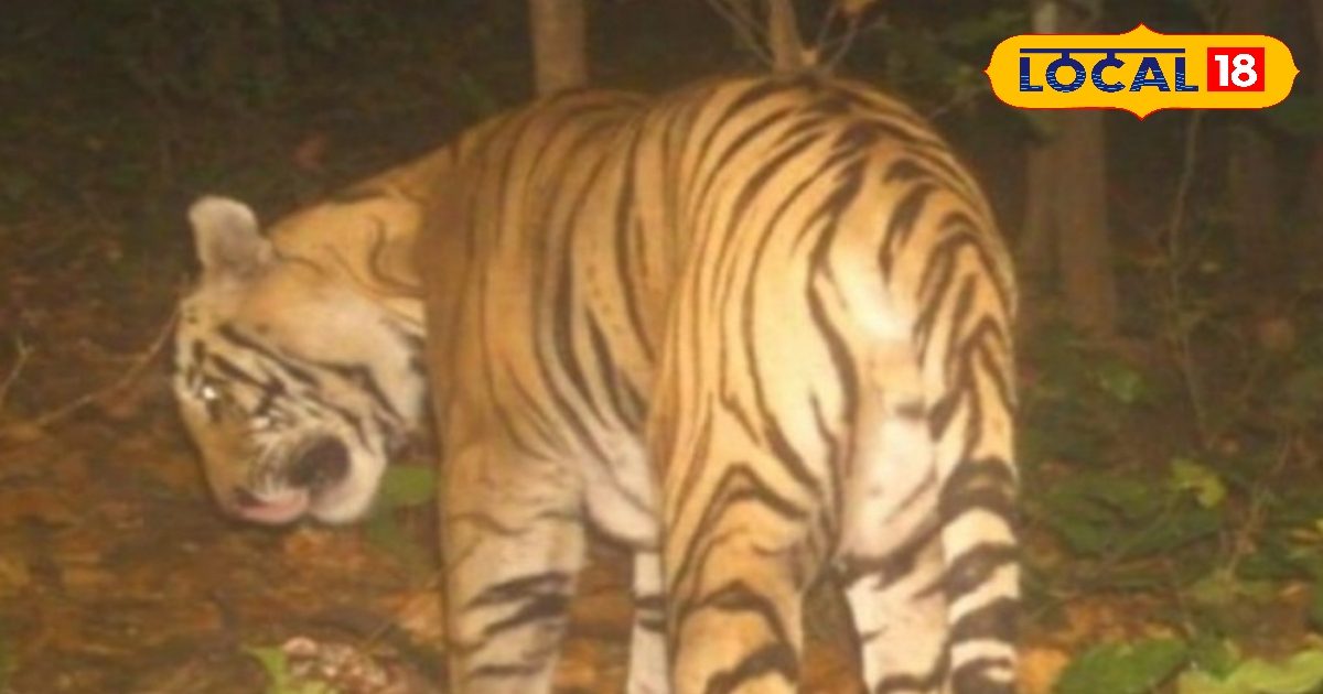 new tiger entered Garhwa Palamu Tiger Reserve After 15 years so many ...