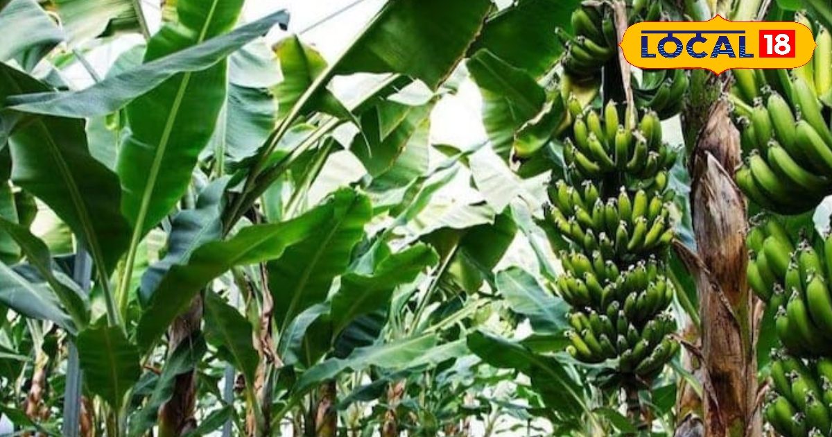 Agri Tips: खेती करते वक्त अपनाएं ये 5 उपाय...इन चीजों का करें छिड़काव, खुद दूर हो जाएंगे सारे ...