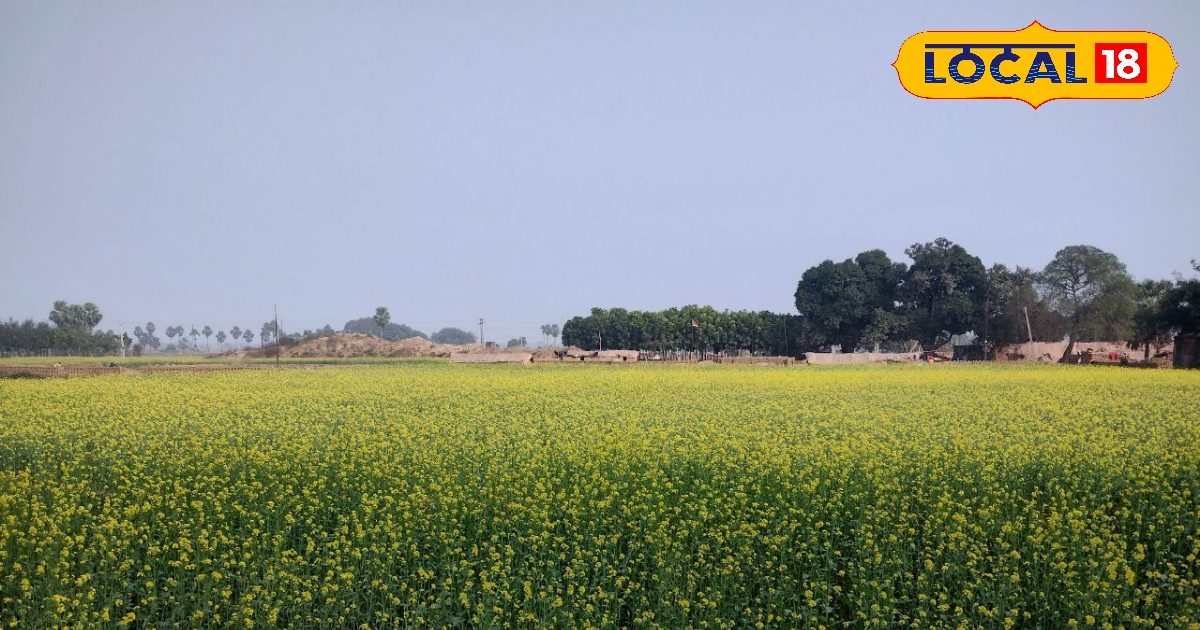 Mustard cultivation tips spray sulphur in mustard field seeds will be ...