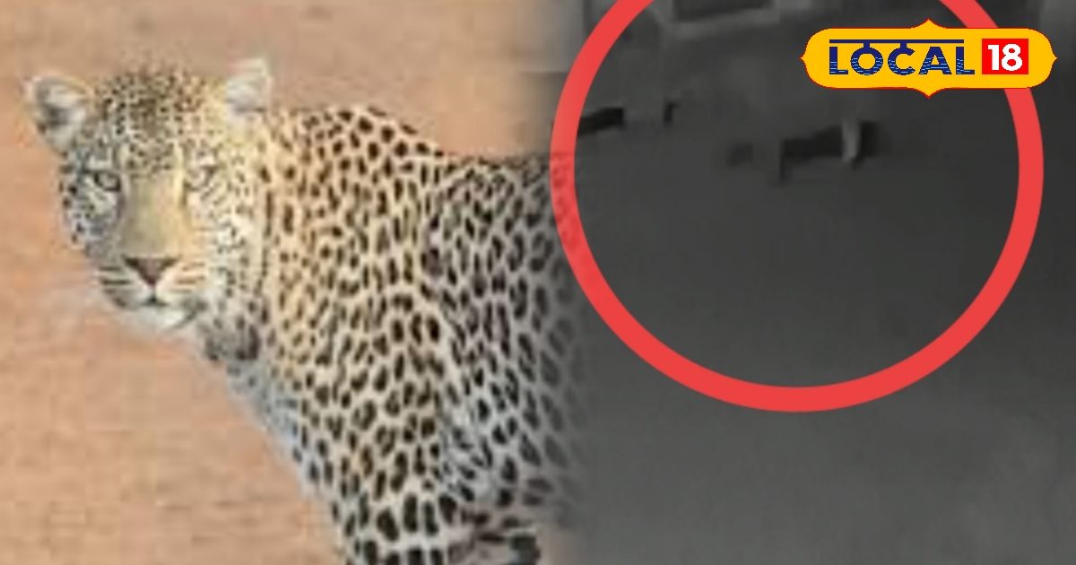 Leopard Movement: लेपर्ड के लगातार मूवमेंट से सिरोही में डर का माहौल ...
