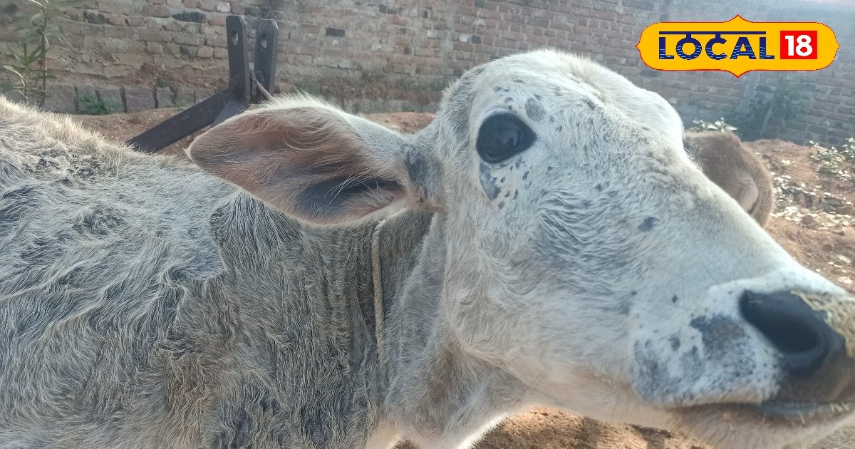 Skin Disease in Cattle: ठंड से पशुओं में बढ़ रहा चर्म रोग का खतरा ...