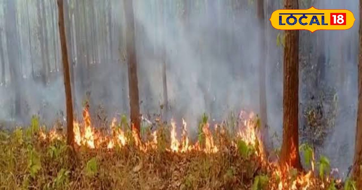 Almora Forest Fire: सर्दियों में भी जल रहे अल्मोड़ा के जंगल, 3 जगह लगी आग