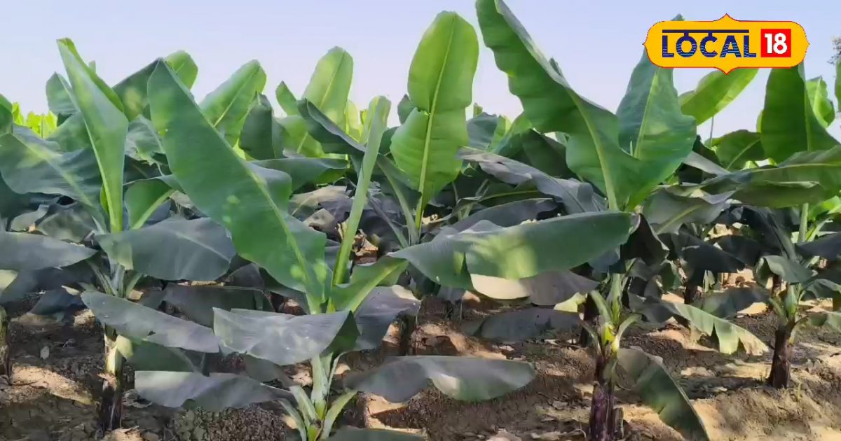 Banana Farming केले की खेती से बंपर मुनाफा सालाना लाखों की हो रही