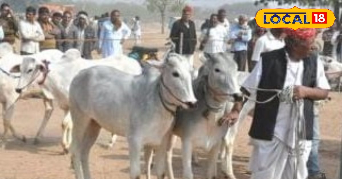 The famous Baba Ramdev cattle fair will start from January 30, Nagauri ...