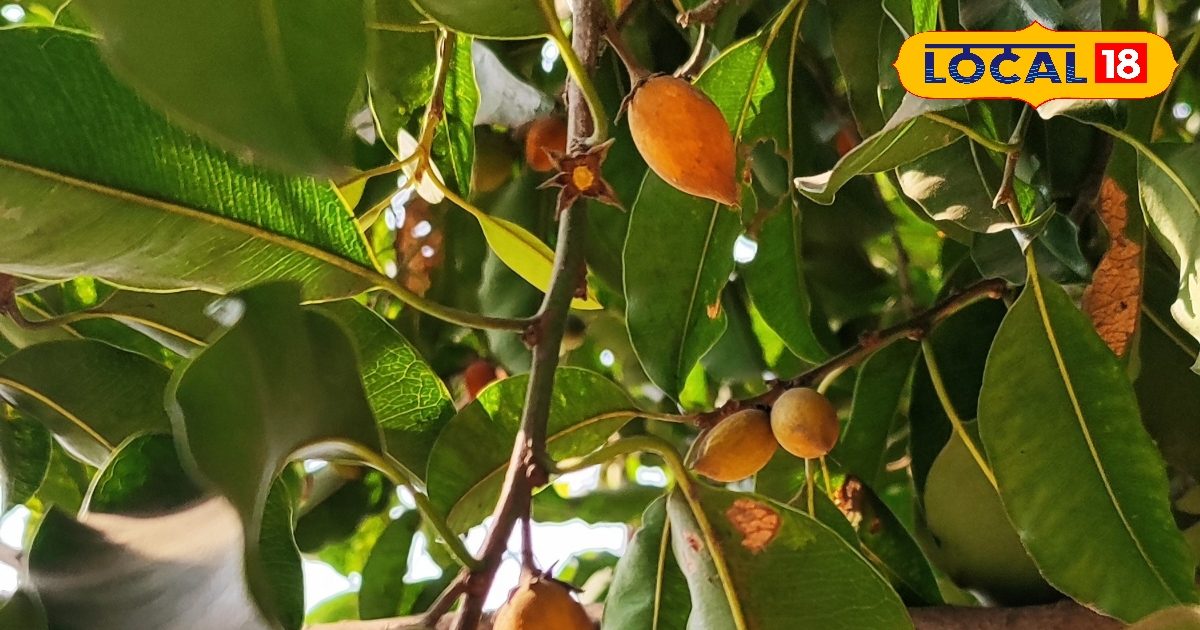 पेड़ है या अस्पताल! दांत, त्वचा, सर्दी, डायबिटीज, अपच, दिल की बीमारी का ...