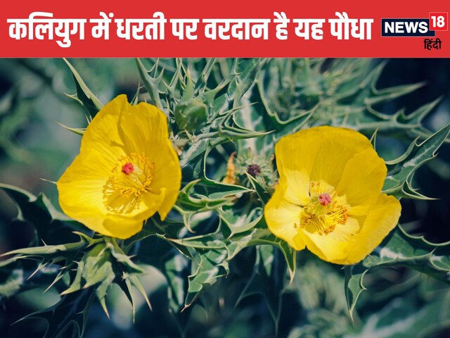 सत्यानाशी प्लांट के फायदे: सेहत के लिए रामबाण इलाज. - News18 हिंदी