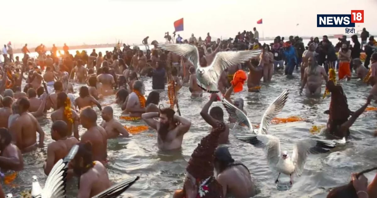 4800 km दूर से महाकुंभ पहुंचे हजारों दुर्लभ पक्षी, हैं पक्‍के मांसाहारी ...