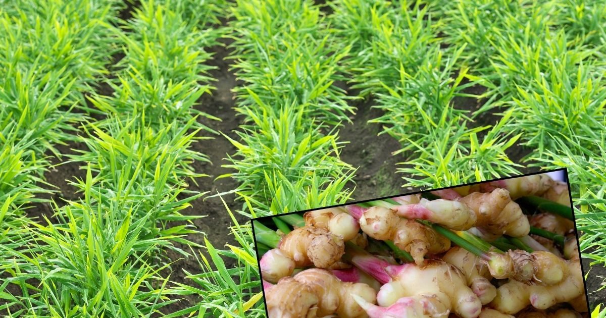 इस छोटी सी चीज की खेती किसान को राजा बना देगी! 1 एकड़ में भी होगी लाखों ...