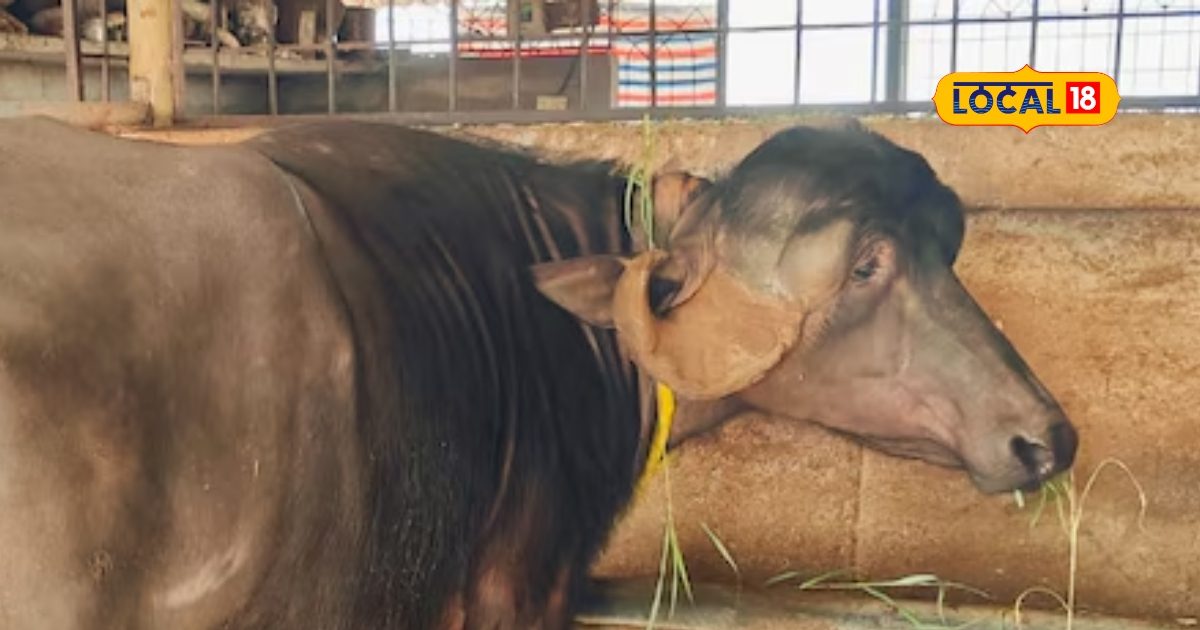 jafrabadi buffalo benefits high milk yield and income from dairy ...