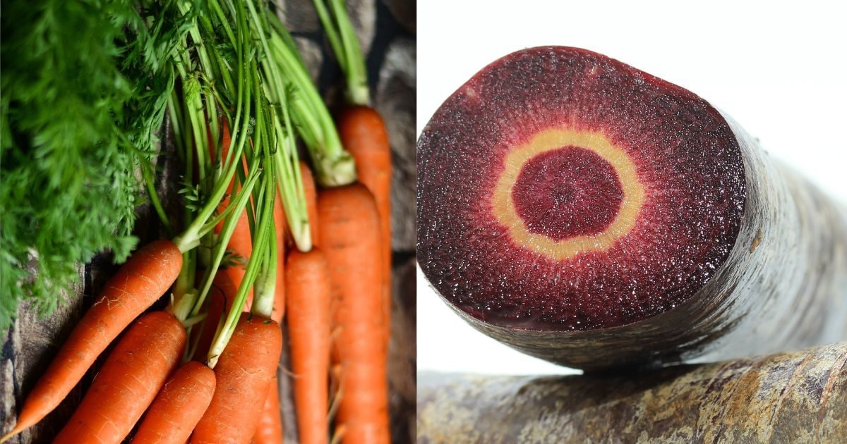 क्या है लाल और ऑरेंज गाजर में अंतर? पोषण में भी अलग, जान लें किसका कब ...