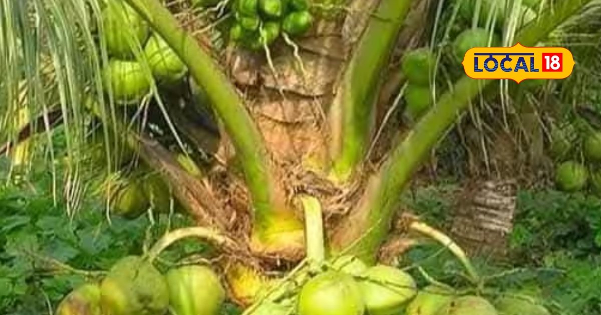 hybrid coconut dt mahuva plant registration online application process ...