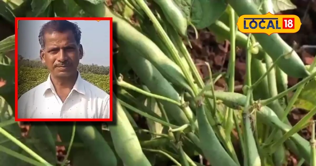 kidney beans cultivation farming benefits of growing rajma sa - News18 ...