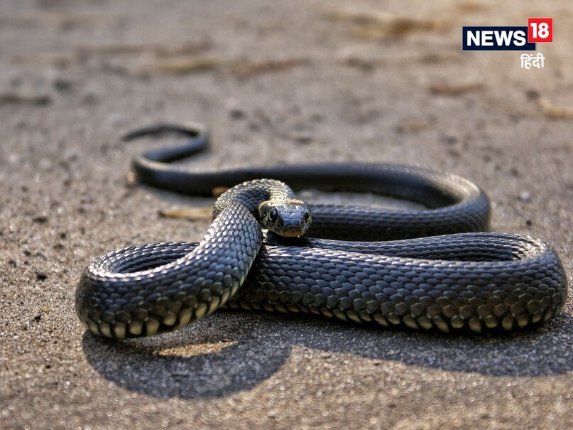 भारत का वो राज्य, जहां पर नहीं है एक भी सांप, दूरबीन लेकर ढूंढेंगे, तो ...