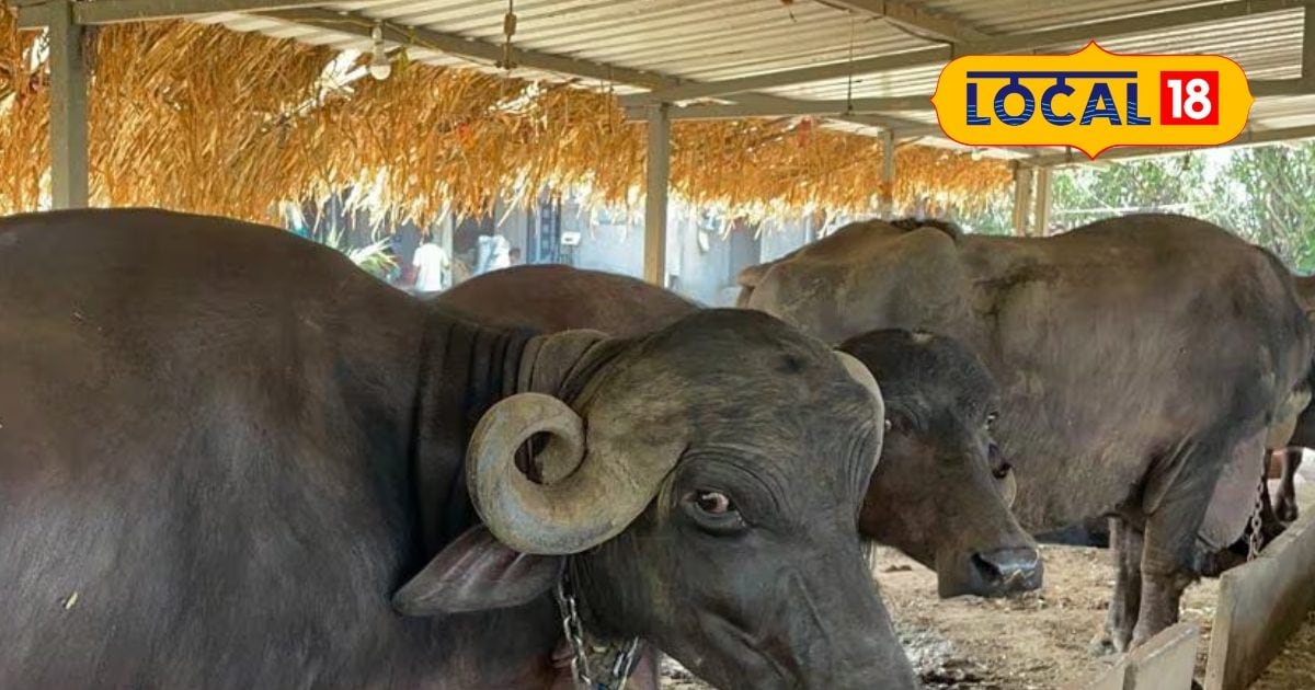 snake bite cattle treatment steps symptoms deadly effects sa - News18 हिंदी