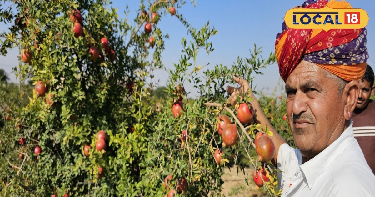 Pomegranate farming: राजस्थान के जेठाराम ने 45 बीघे में लगाया अनार, 6 ...