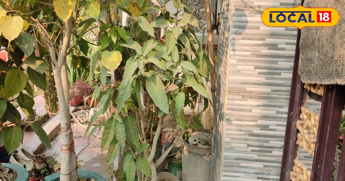 Nursery at home: इस शख्स ने घर में बरगद, पीपल और पाकर का पेड़ किया ...