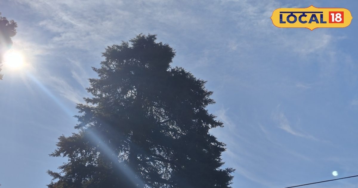 गजब! 1 हजार साल तक जीवित रह सकता है ये पेड़, मृत आत्माओं को देता शांति ...