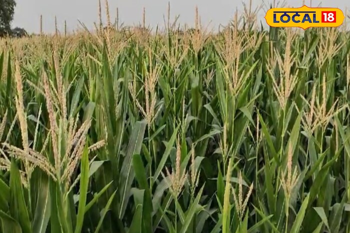 Maize Cultivation: किसान फरवरी के अंत में शुरू करें मक्का की खेती, कम ...