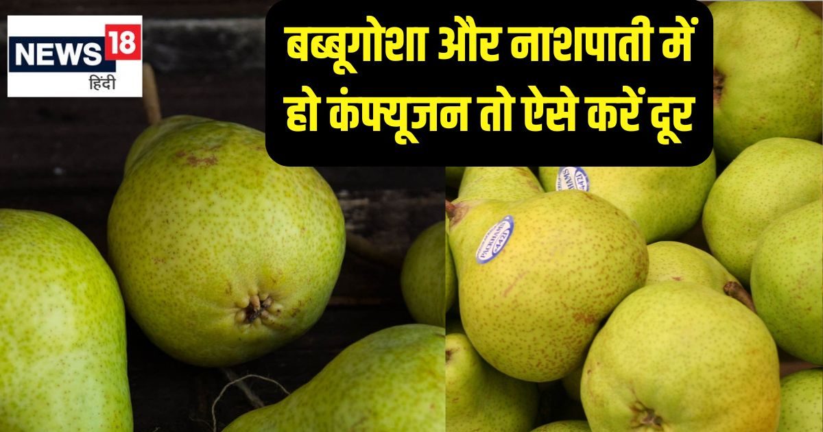 क्या आप जानते हैं बब्बूगोशा और नाशपाती में अंतर? 5 तरीकों से करें फर्क ...