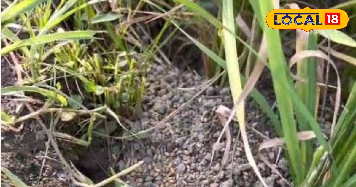 Khet Se Chuhe Bhagane Ka Tarika: चूहे बर्बाद कर देंगे सारी फसल...फायदे की जगह होगा नुकसान, भगाने ...