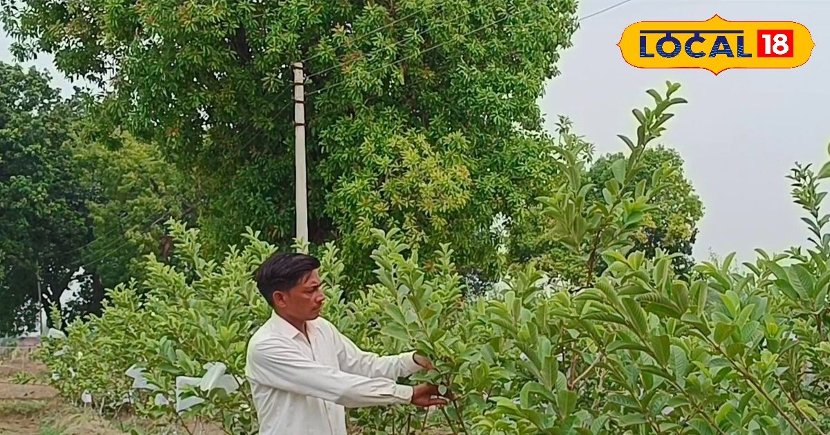 Taiwan Pink Guava Farming: सागवान-शीशम नहीं...किसान लाल हीरे की खेती से ...