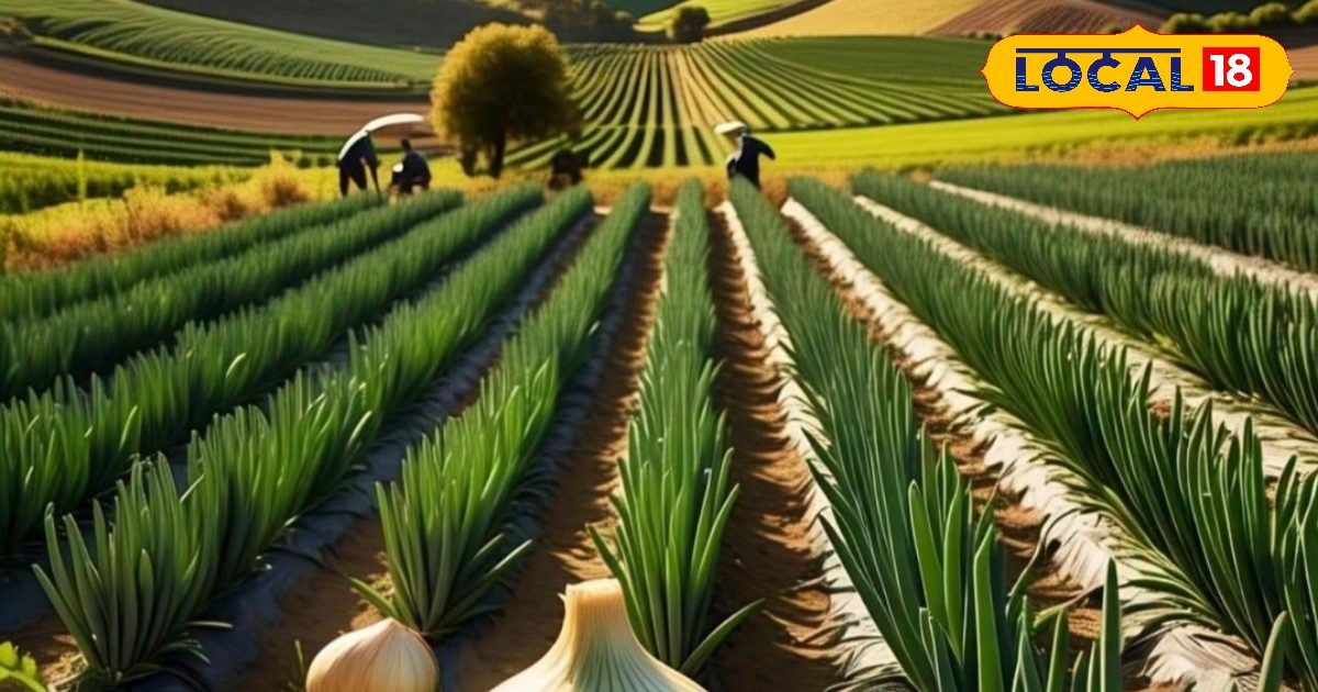 Onion Farming: प्याज की खेती आपको बना देगी मालामाल, साइज बढ़ाने के लिए ...