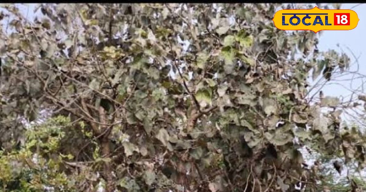 A disease like cancer is cured by Dahiman's daughter, the intoxication ...