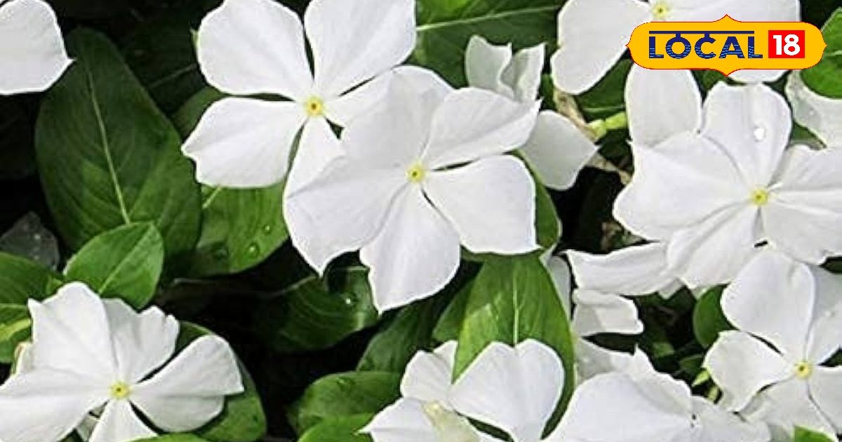 Sadabahar Flower Benefits: बड़े काम के सदाबहार के फूल, स्किन की इन ...