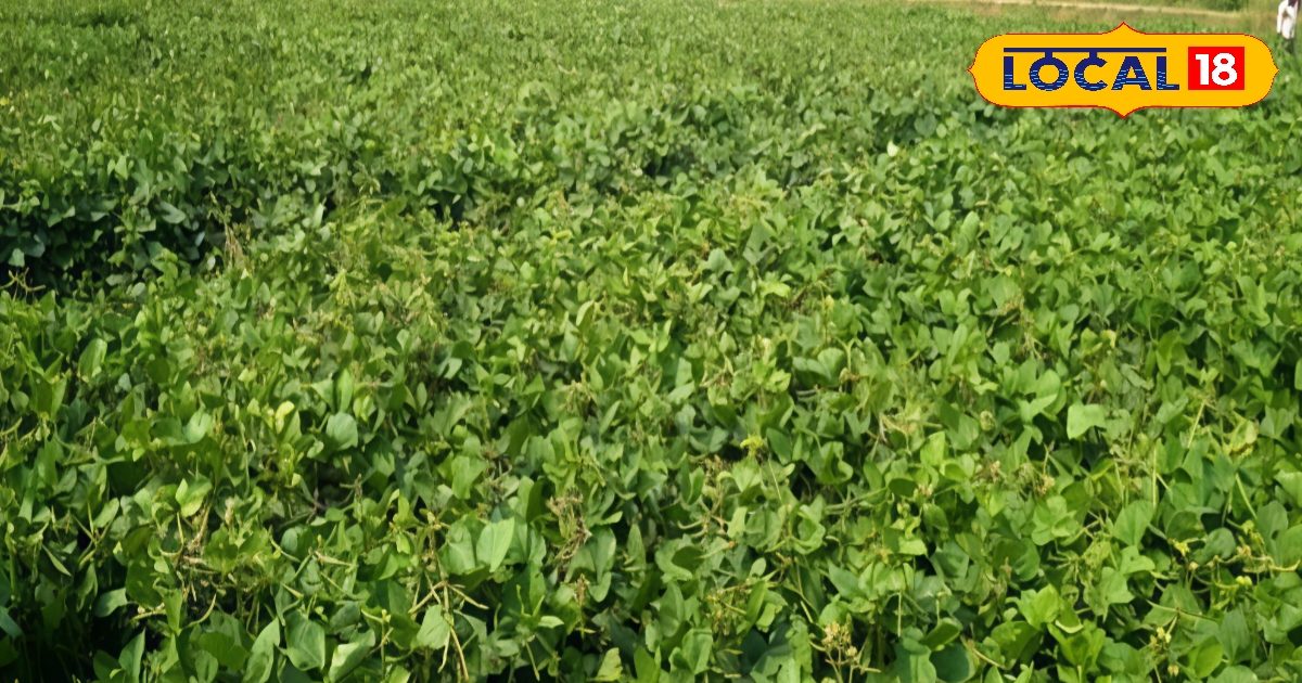 Moong Dal Ki Kheti Agri Tips: इस दाल की खेती बना देगी 'लखपति', बस इन बातों का रखें ध्यान, दोगुना ...