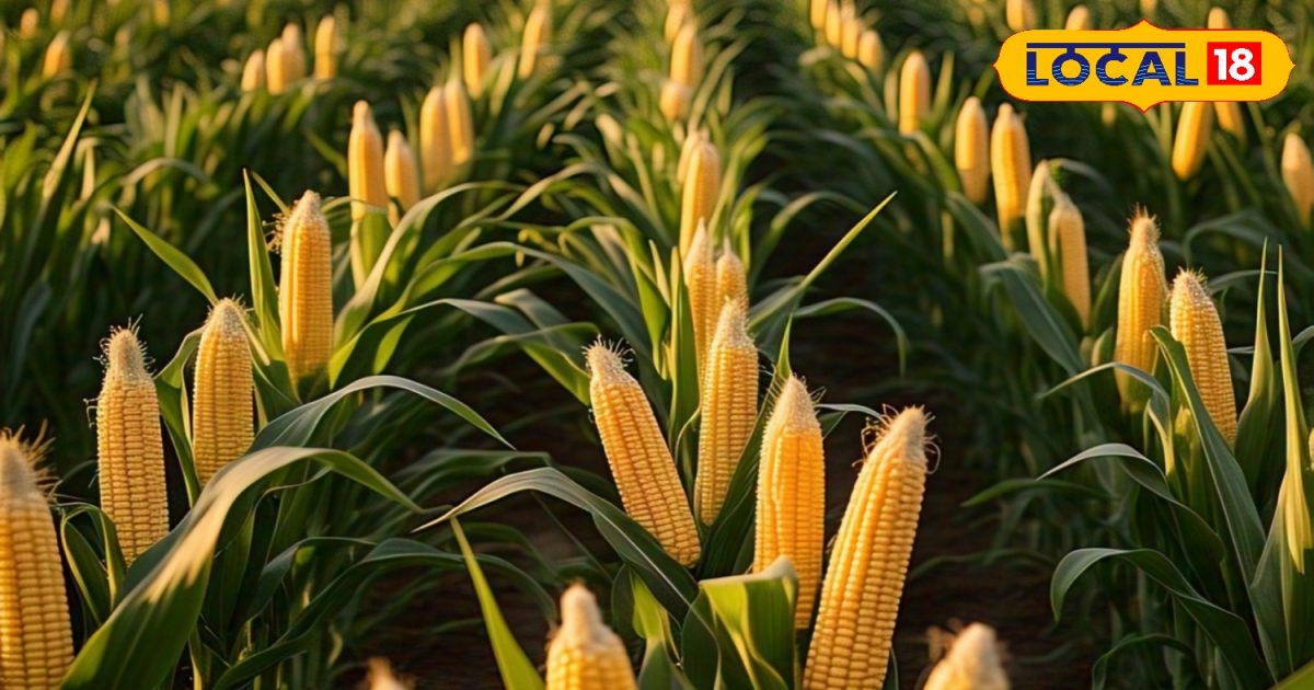 Maize crop: मक्के की फसल में तना छेदक का प्रकोप, समय पर करें दवा का ...