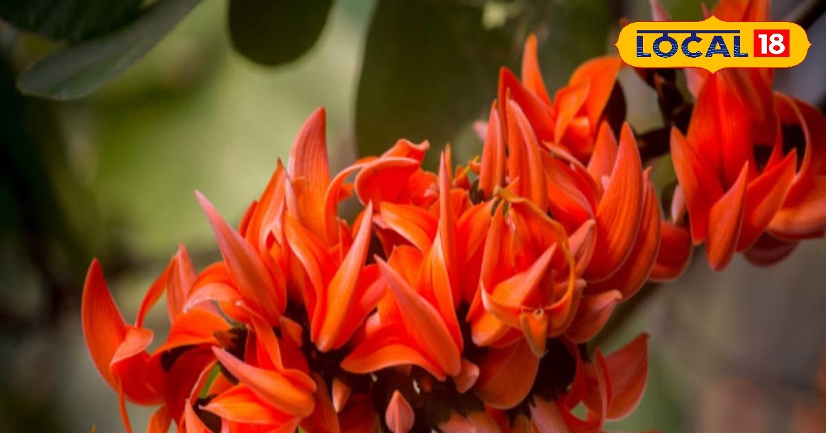 "Palash Flowers Bloom in Udaipur's Tribal Areas, Becoming a New Source ...