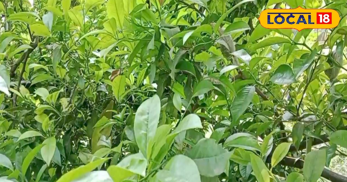 Nimbu Ki Patti Ke Fayde: ये हरी-हरी पत्तियां करती हैं चमत्कार...कब्ज ...