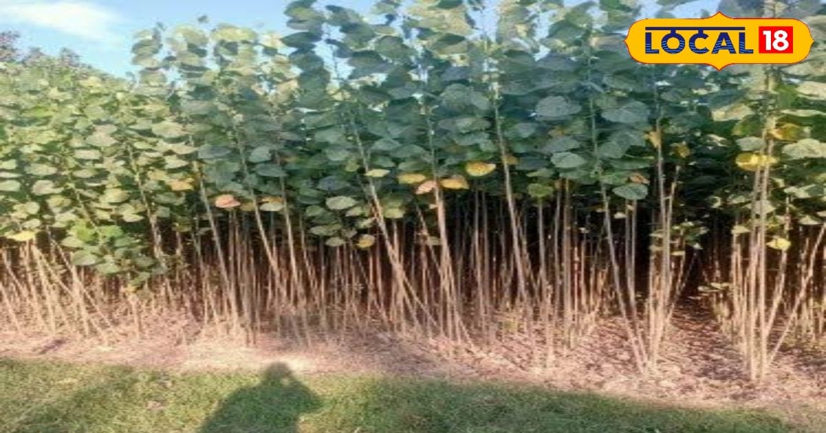 trees farming : किसान खेती के साथ लगाएं ये पेड़, चंद सालों में बना देगा ...