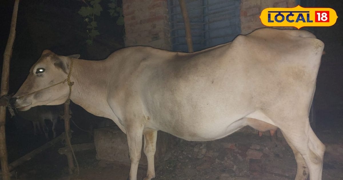 Desi cow rearing: किसान देसी गाय का करें पालन, इस योजना के तहत मिलेगा ...