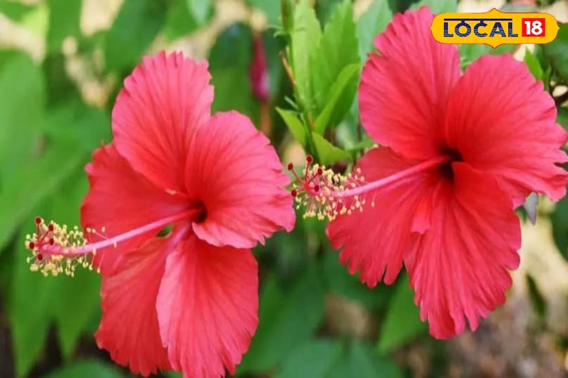Hibiscus Flower Benefits: ये फूल चेहरे पर लाएगा निखार, गाल हो जाएंगे ...