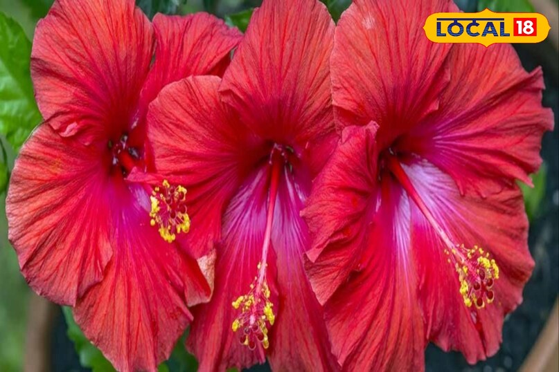 Hibiscus Flower Benefits: ये फूल चेहरे पर लाएगा निखार, गाल हो जाएंगे ...