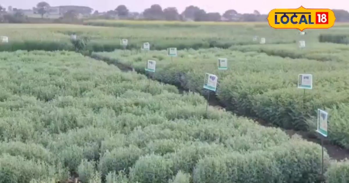 Crop Museum: सागर के कृषि वैज्ञानिक ने तैयार किया अनोखा म्यूजियम, 35 ...